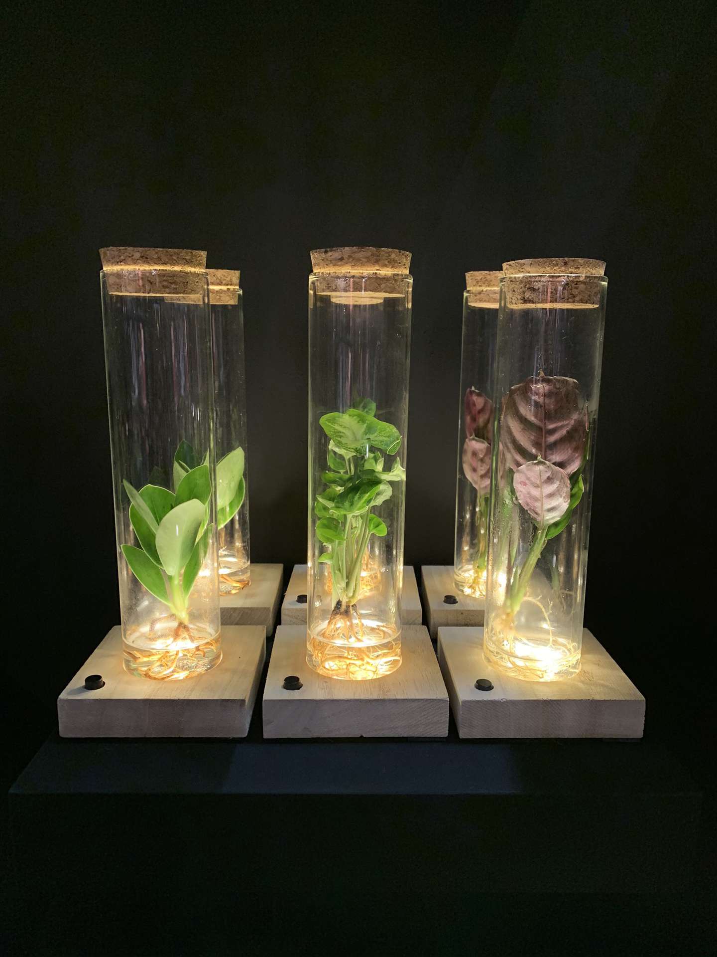 Intenz Home Giftset Plantje met led plateau kopen? Shop planten ...