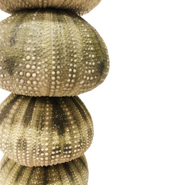 Zee-egel schelpen op statief - Buitenaccessoires - Loods 5